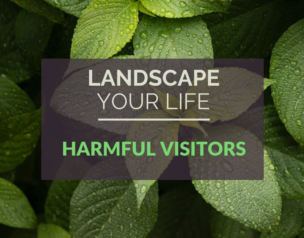 Harmful Visitors - dealing with difficult people.